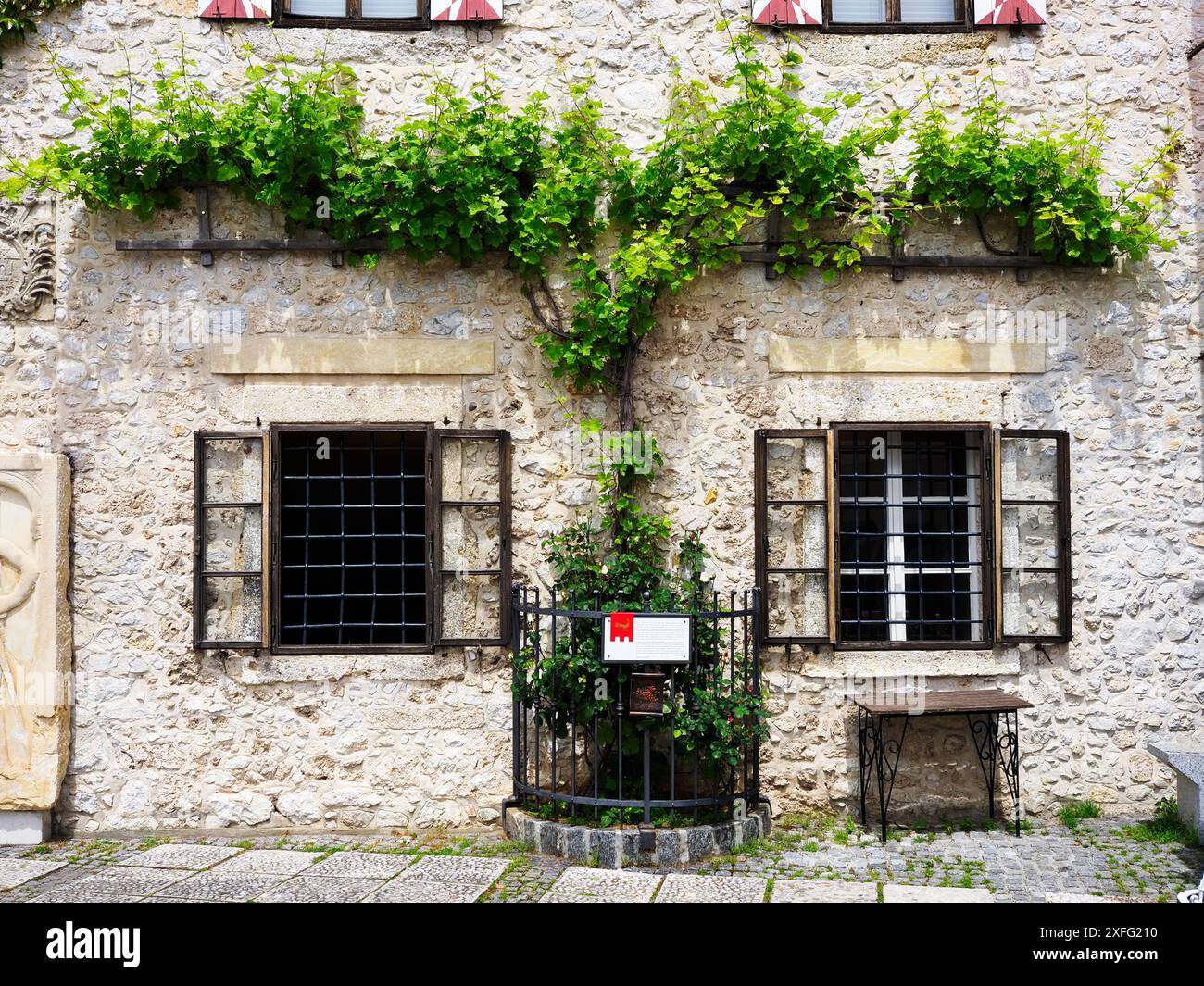 Grapevine in the Courtyard at Bled Castle descended from the oldest ...