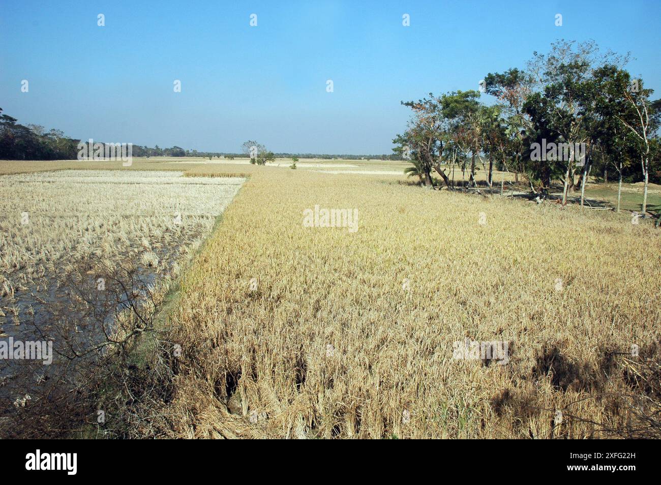 View of a village at Borguna after Sidr. December 4, 2007 Stock Photo ...