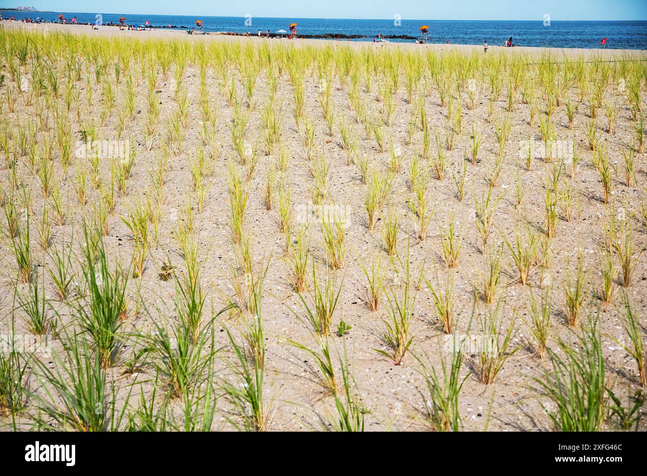Beach grass planting restoration at Rockaway, New York City Stock Photo ...