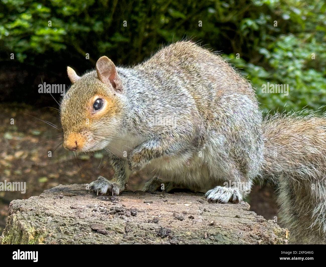 A grey squirrel (Eastern gray squirrel) on a tree stump looking at the ...