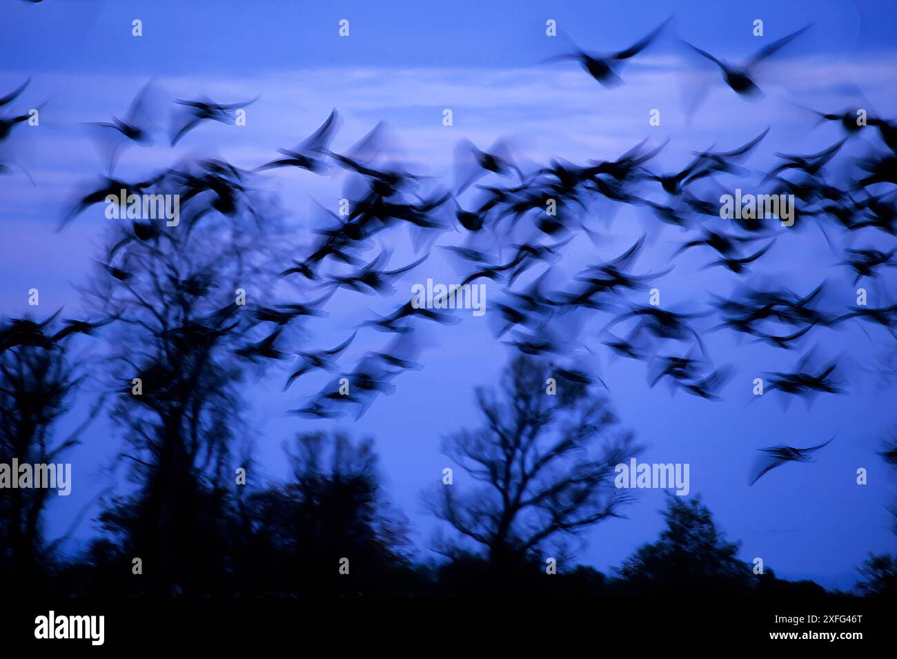 Atlantic brant geese flight at night Stock Photo - Alamy