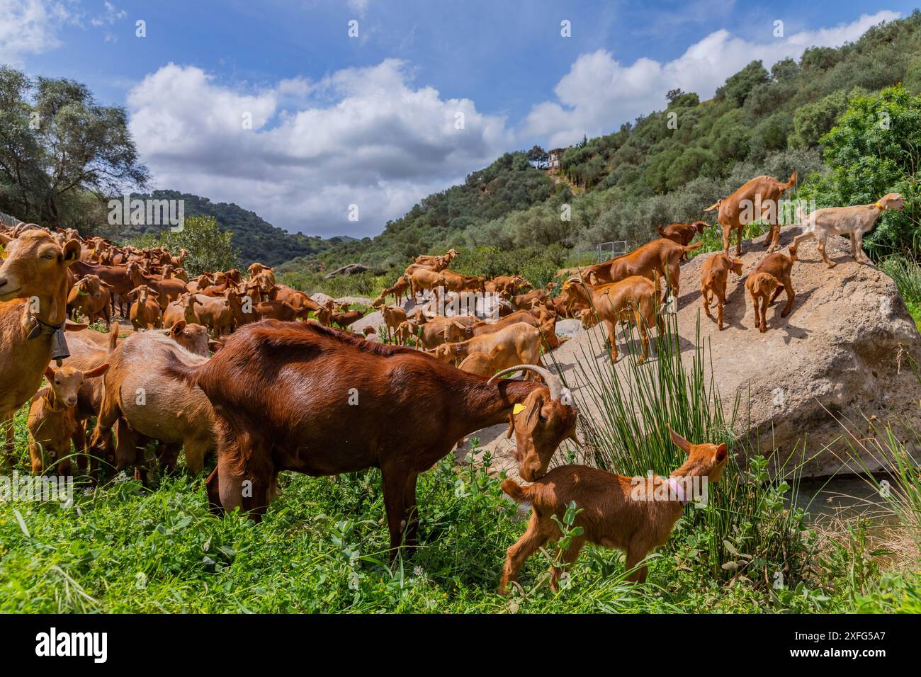 Domestic goats goatlings grazing hi-res stock photography and images ...