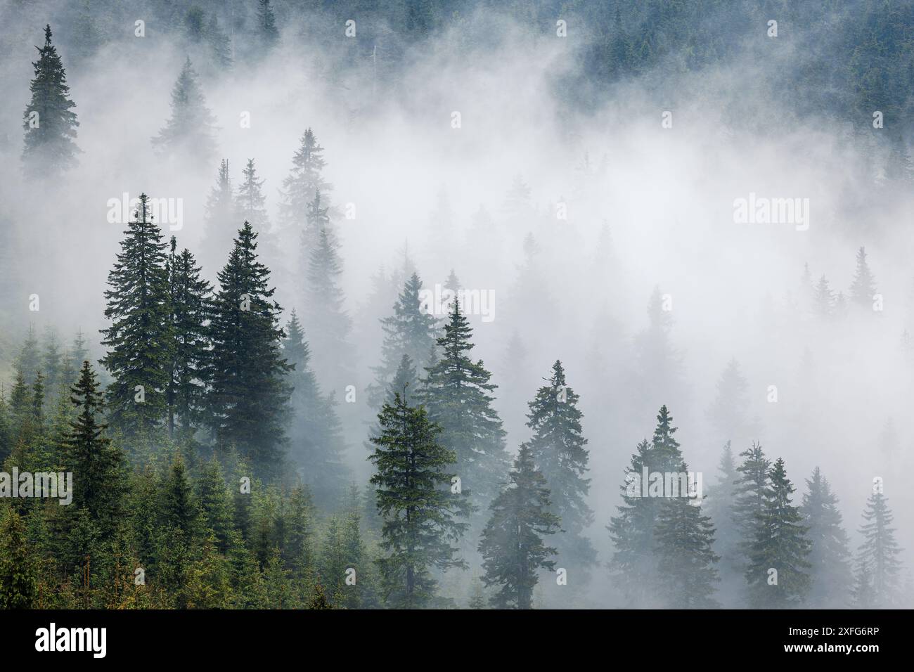 Misty spruce forest with low clouds in mountains. Natural background ...