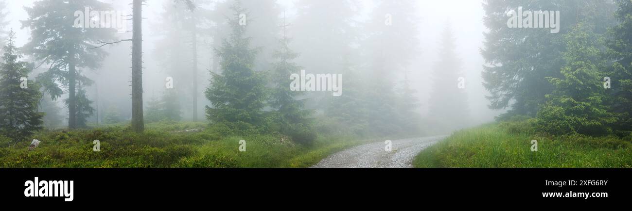 Fog in forest. Trekking trail leading into misty woodland. Panoramic ...