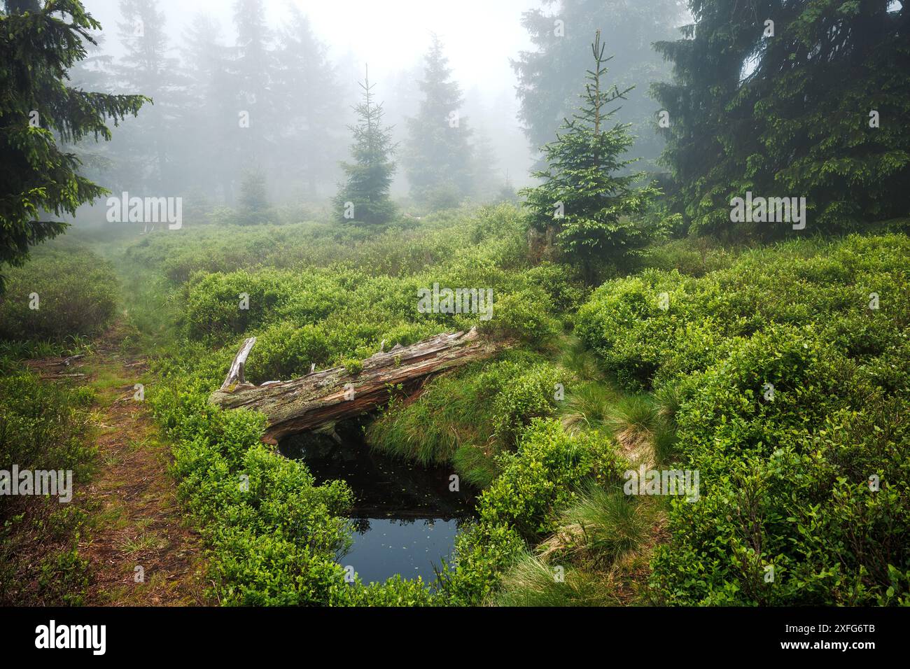 Misty forest with pond, fallen tree trunk and blueberry shrubs. Natural ...