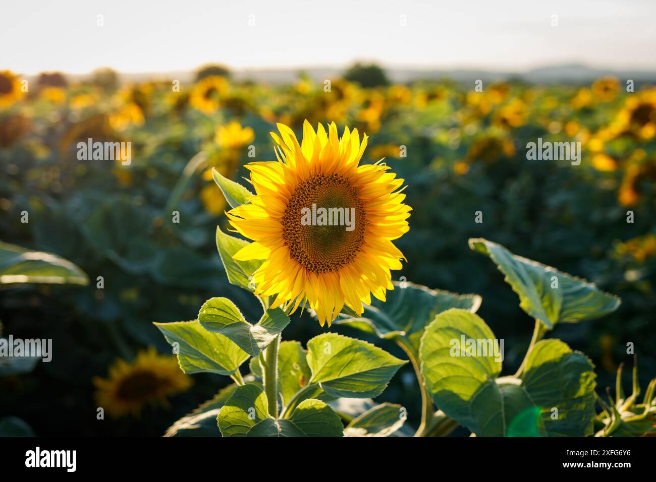 Sunflower field. Organic farm with blooming crops at summer Stock Photo ...