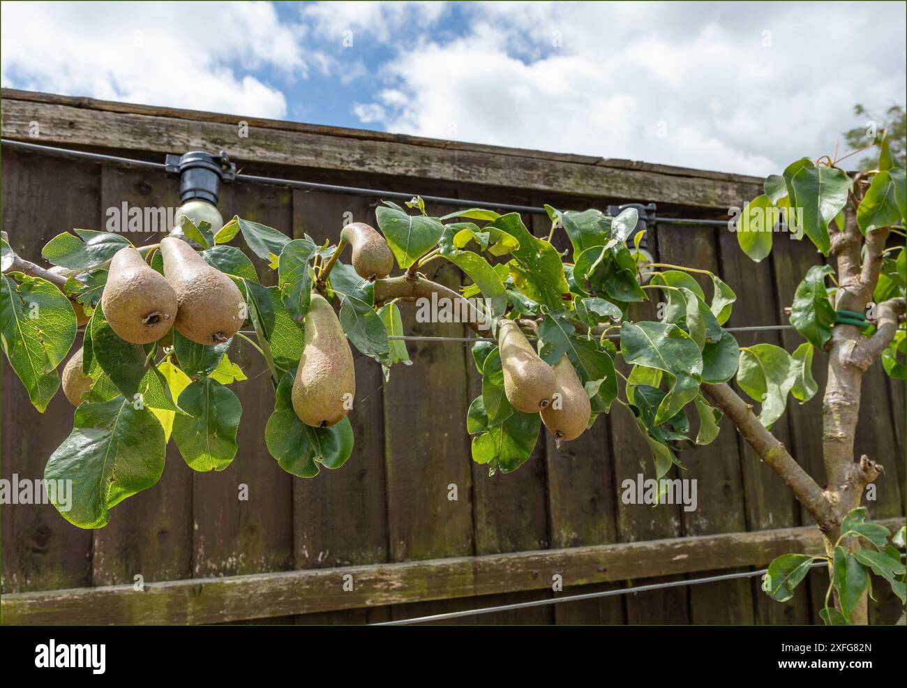Pears natural growth environment hi-res stock photography and images ...