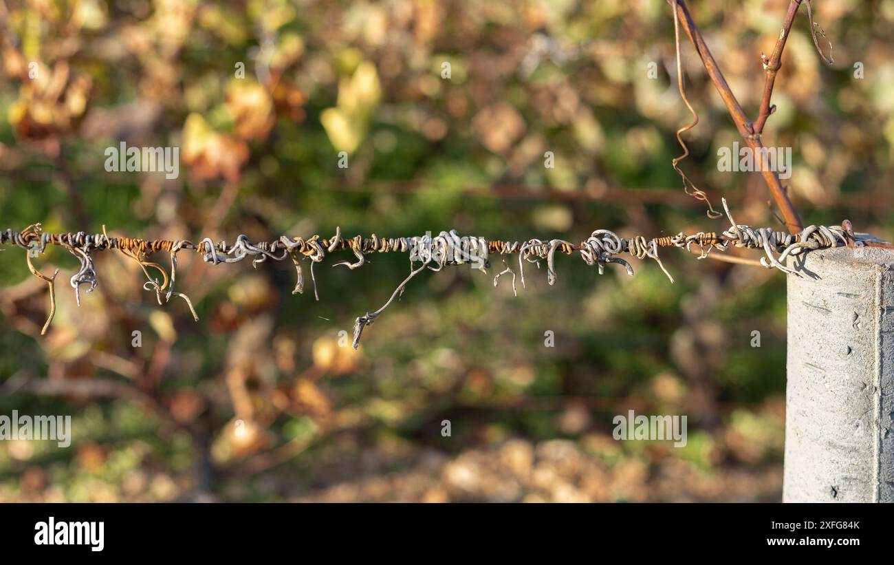Vine wires with last years foliage still tightly attached and dried out ...