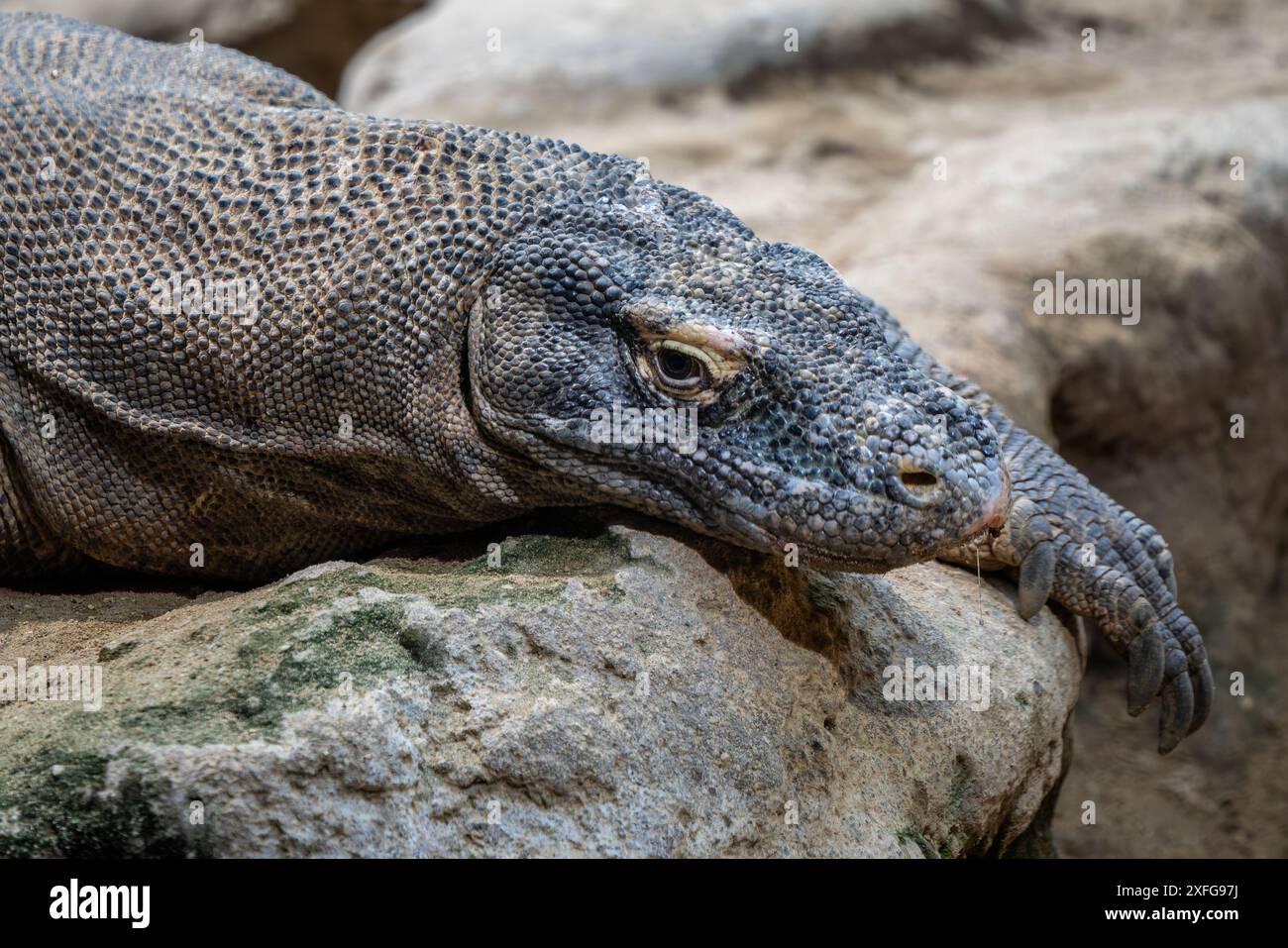 Komodo Dragon - Varanus komodoensis, portrait of large dangerous iconic ...