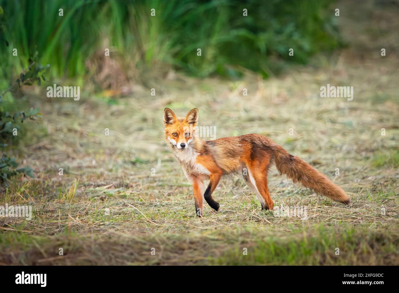 Fox red fox habitat hi-res stock photography and images - Alamy