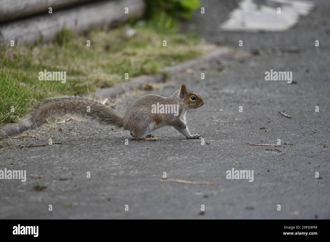 Eastern Gray Squirrel (Sciurus carolinensis) Running Left to Right on ...