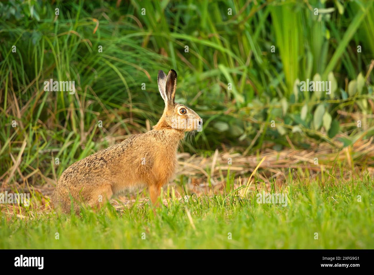 Large hare sitting in the grass Stock Photo - Alamy