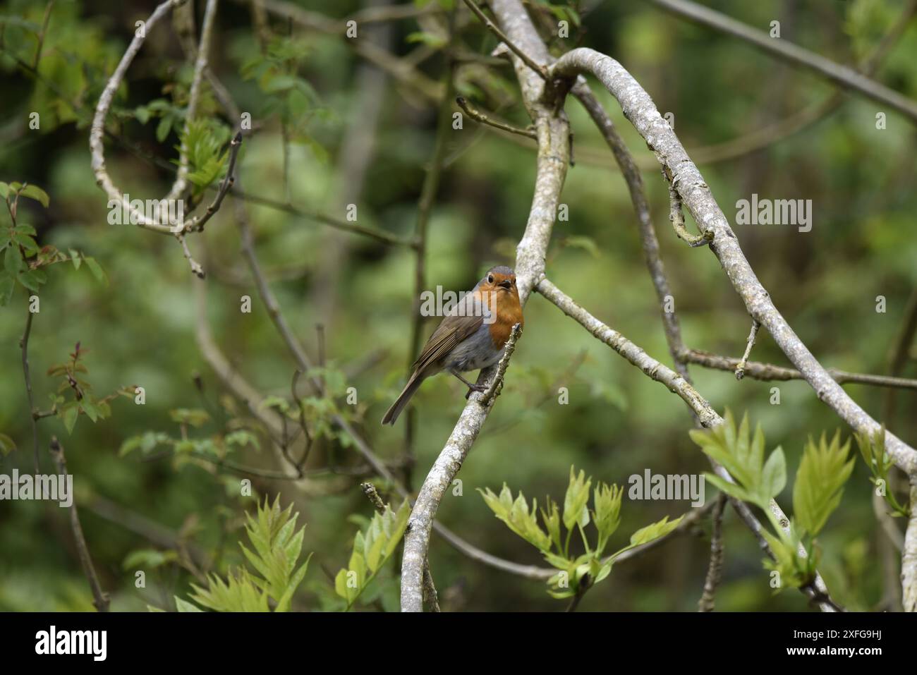 Sloping towards camera hi-res stock photography and images - Alamy