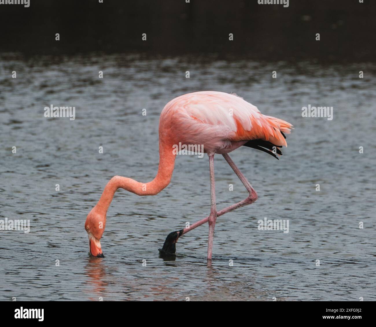 A flamingo feeding in the shallow waters of a lagoon on North Seymour ...