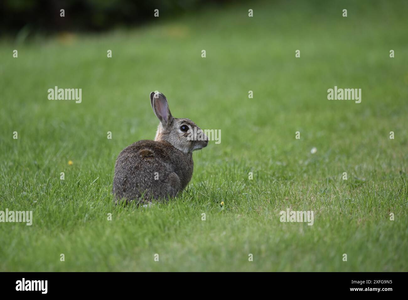 European Rabbit (Oryctolagus cuniculus) Sitting Left of Image in Right ...