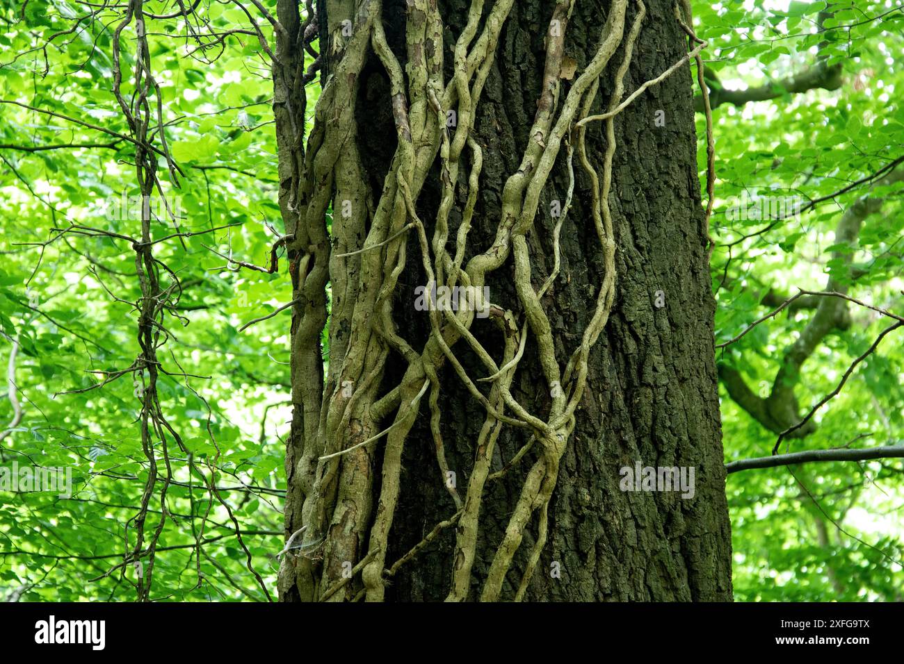 Dead poison ivy creeper attached to a large woodland tree trunk Stock ...
