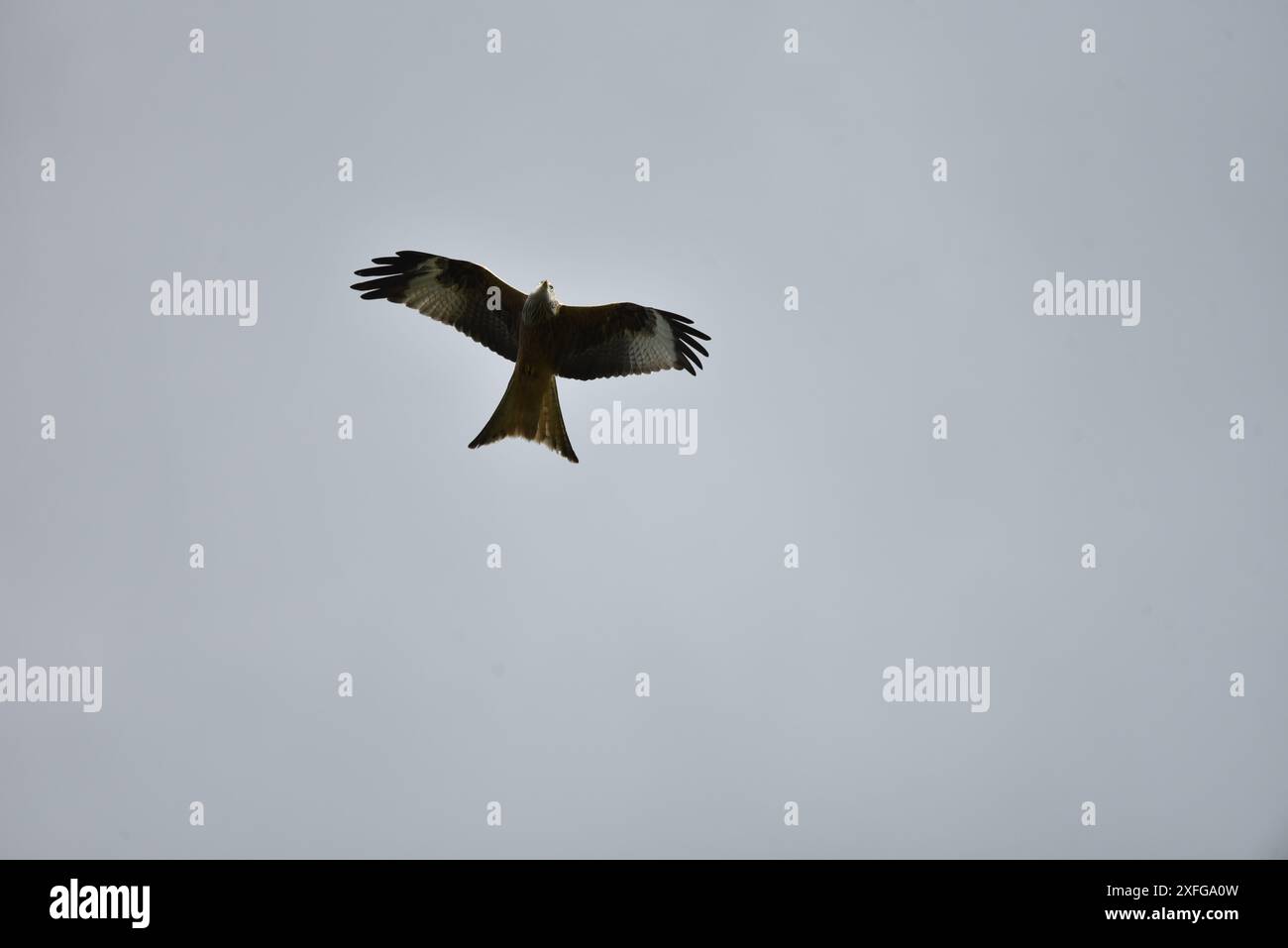 Red Kite (Milvus milvus) Hovering Overhead, Flying Towards Camera, with ...