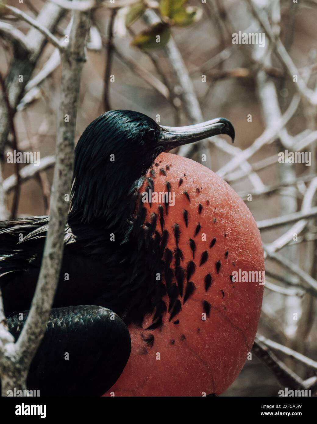 Close-up of a male magnificent frigatebird displaying its red throat ...