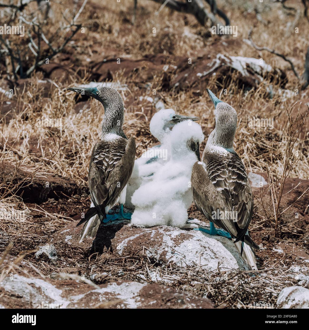 A pair of blue-footed boobies with their fluffy chicks on the rocky ...