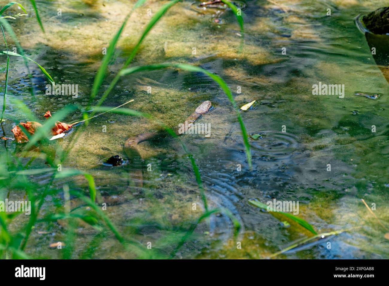 Non-venomous water snake slowly swimming in the shallow water along the ...