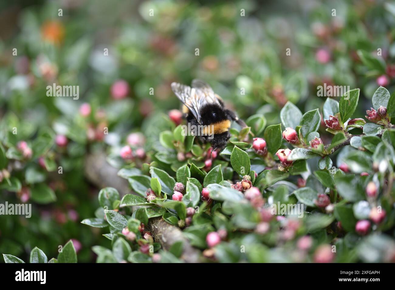 Top View of a Buff-Tailed Bumblebee (Bombus terrestris) Head Facing ...