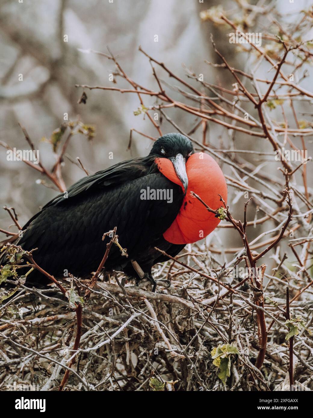 Close-up of a male magnificent frigatebird displaying its red throat ...