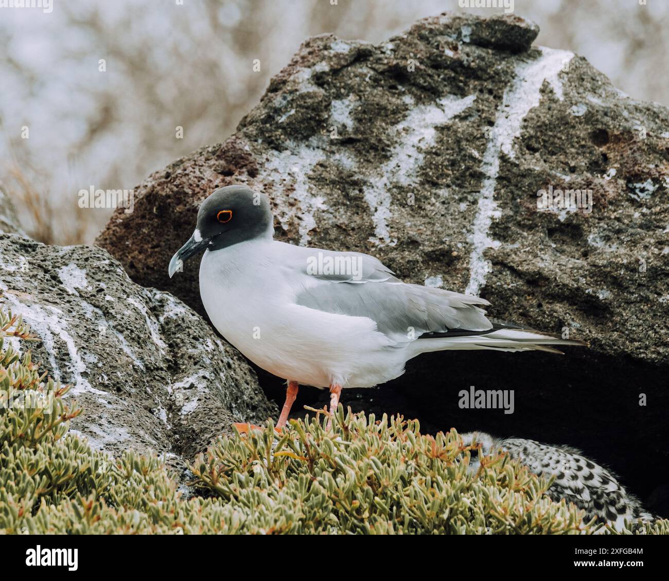 Lava Gull resting on a rocky shore with lush vegetation at North ...