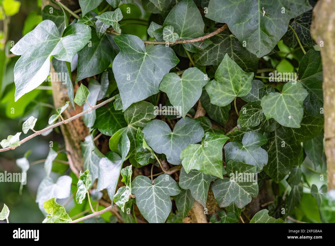 Efeu in Aachen am 29. Juni 2024. GERMANY - AACHEN - PLANT Stock Photo ...