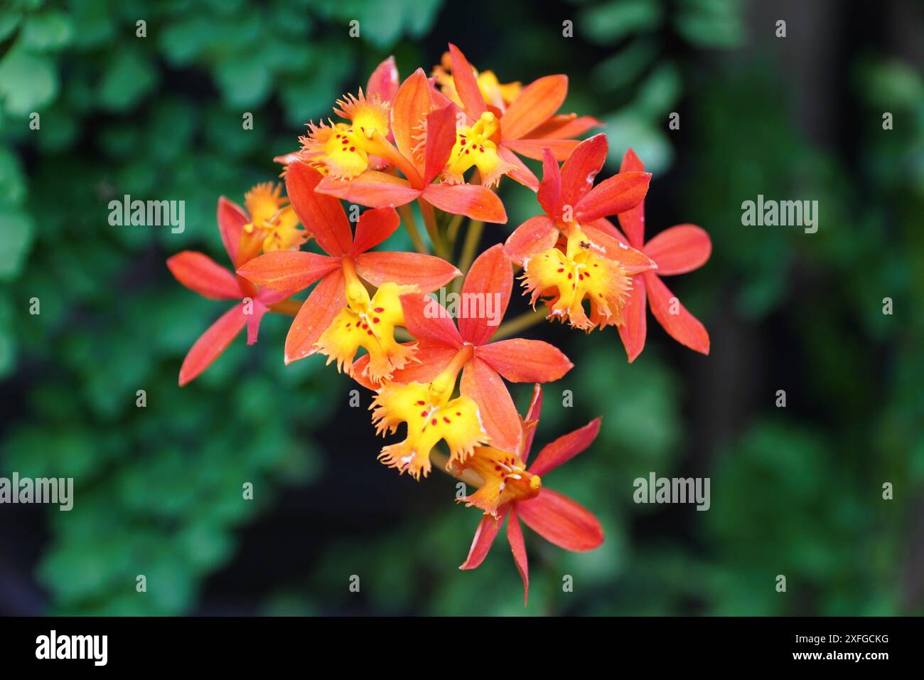 Orchid epidendrum radicans hi-res stock photography and images - Alamy