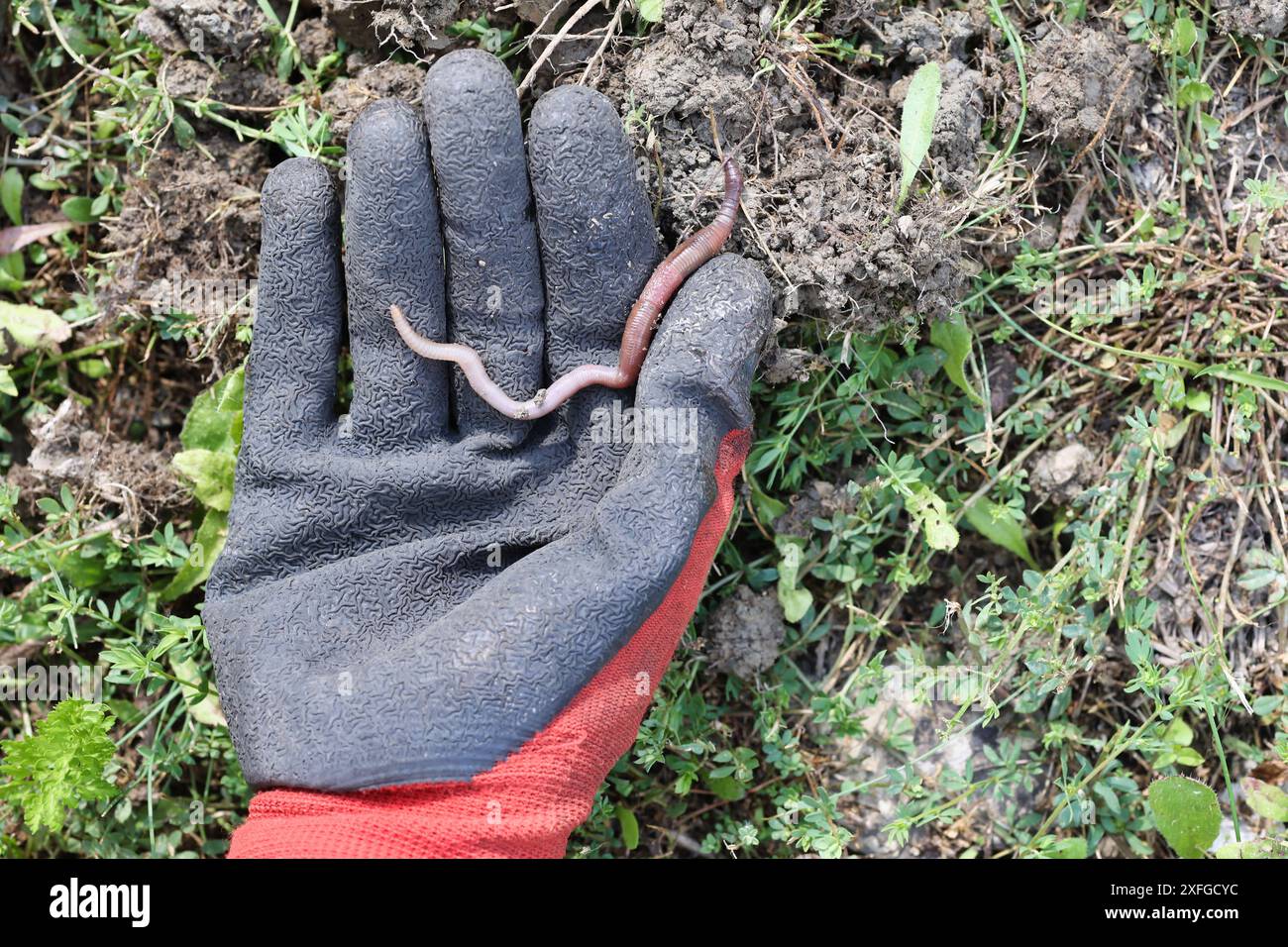 terrestrial earthworm on hand with glove near soil Stock Photo - Alamy