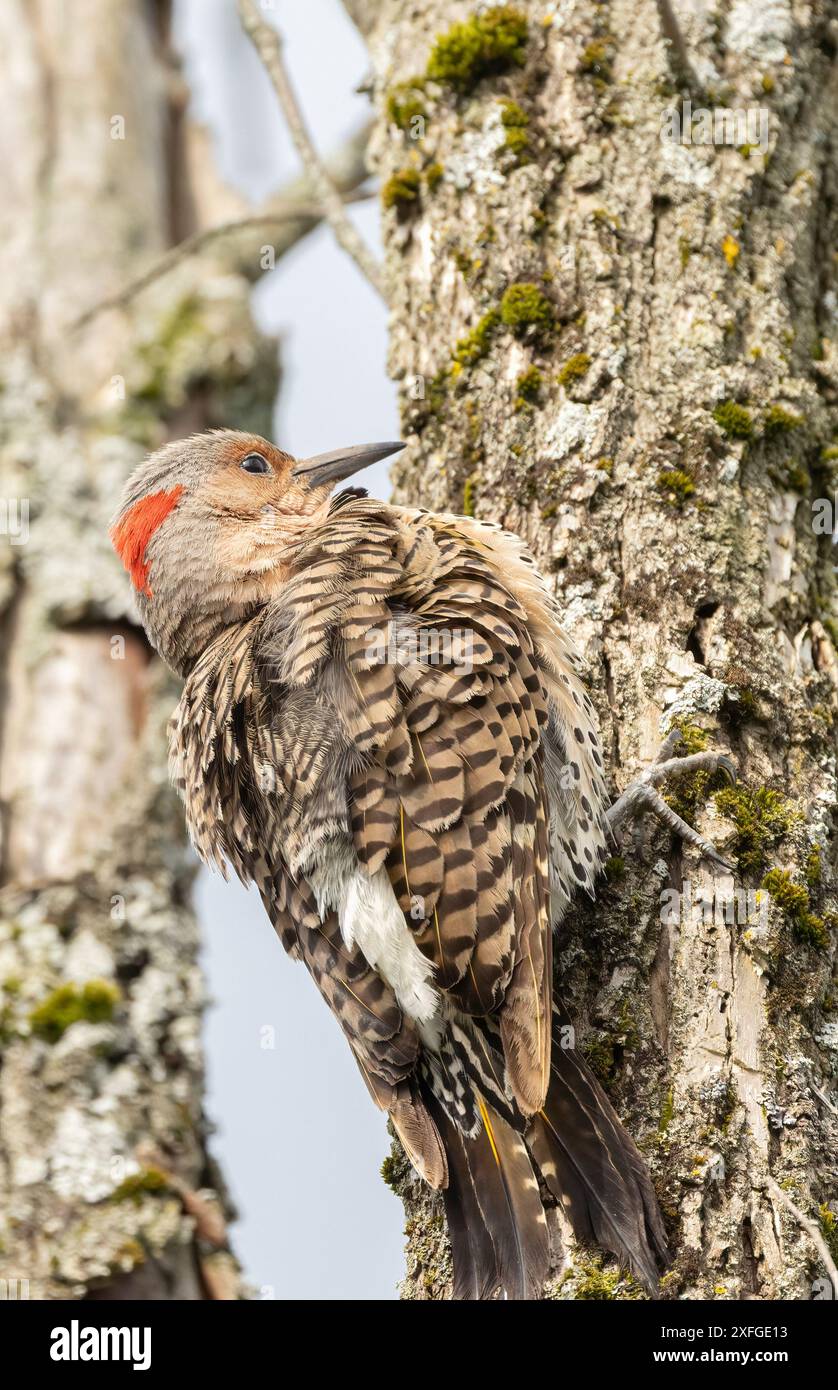 Closeup female yellow-shafted Northern Flicker in a forest in Ontario ...