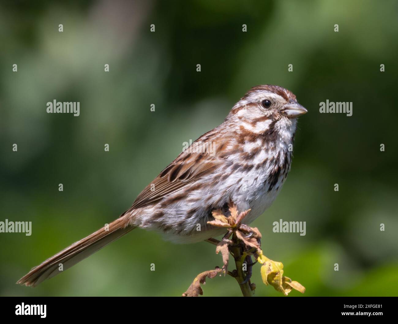 Closeup portrait of a Song Sparrow with green background Stock Photo ...