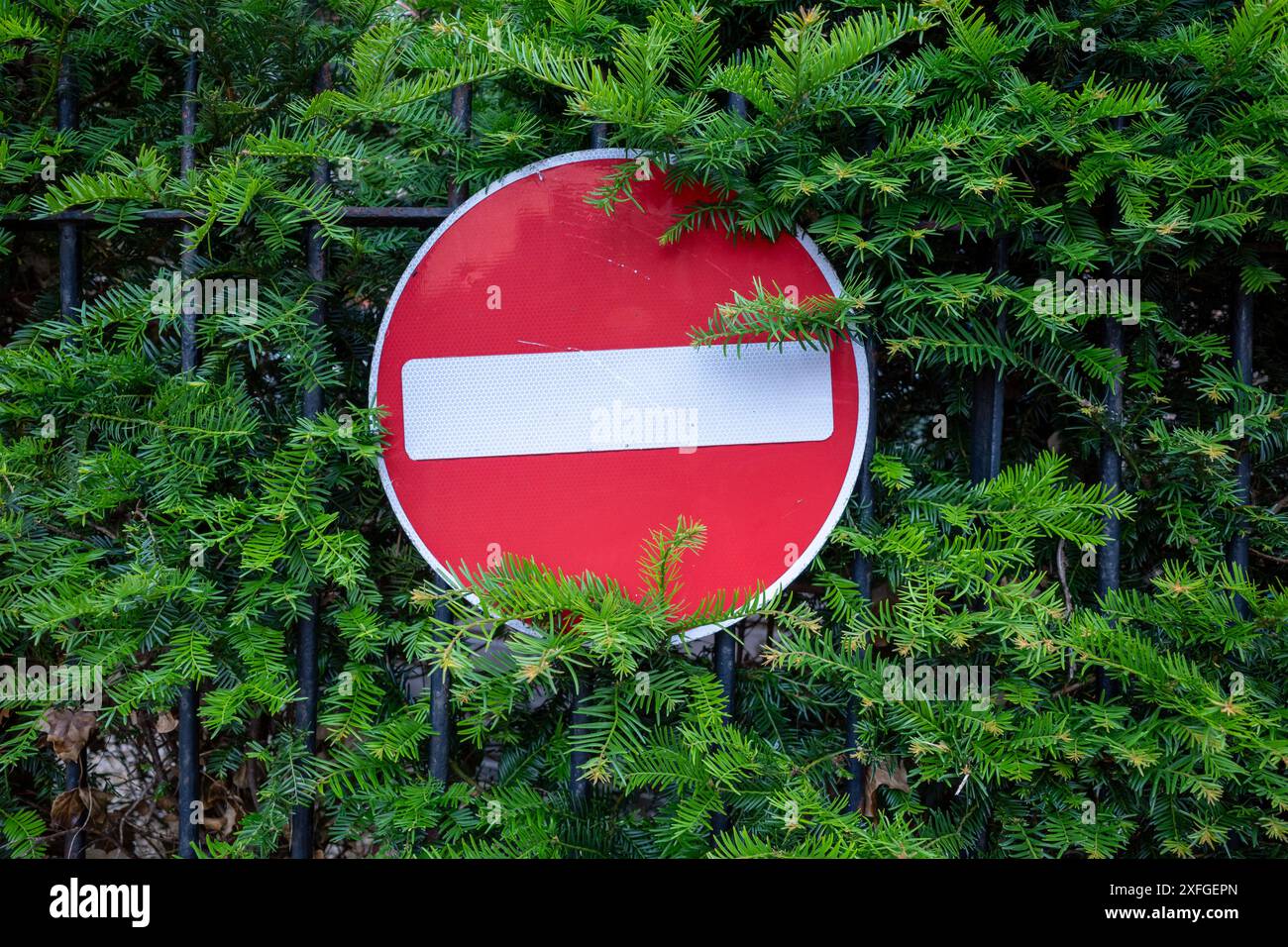 No Entry sign covered by a conifer tree Stock Photo - Alamy