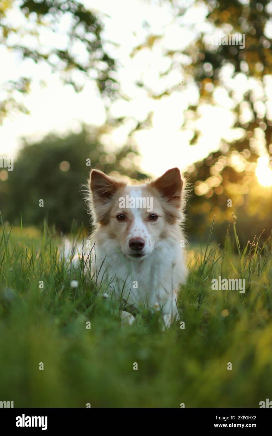Cute mixed breed dog in grass looking at camera on meadow in sunset ...