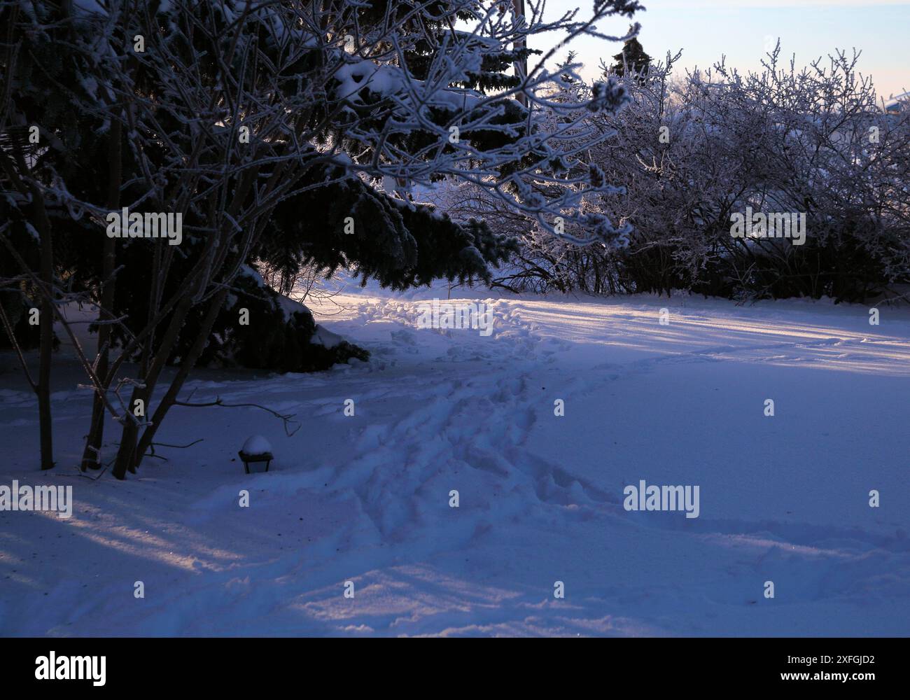 Deer tracks in the snow in a garden in Marsden, Saskatchewan Stock ...