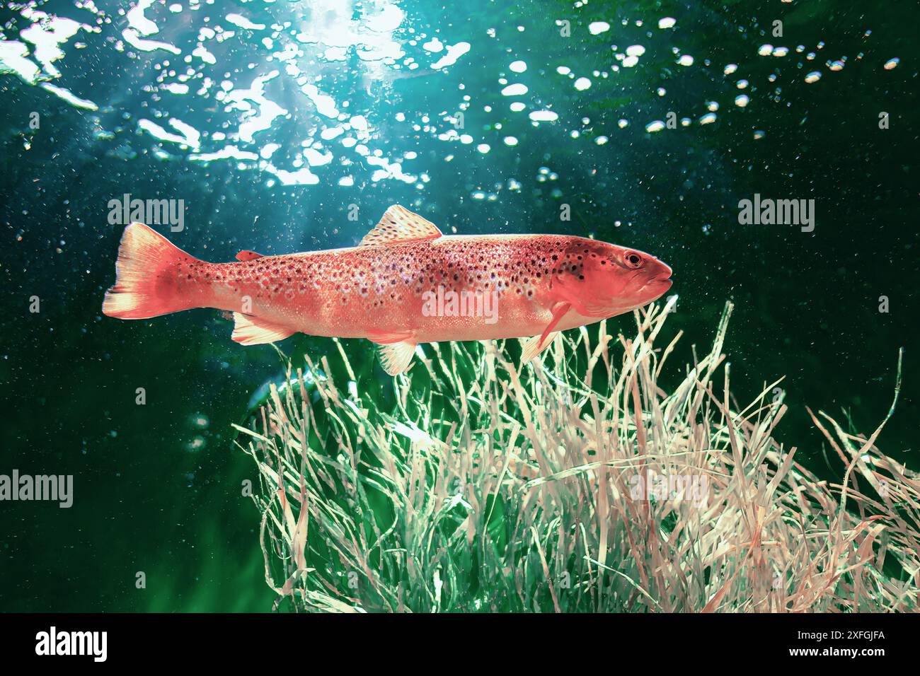 Colorful fish swimming in clear blue water. fish is swimming in a green ...