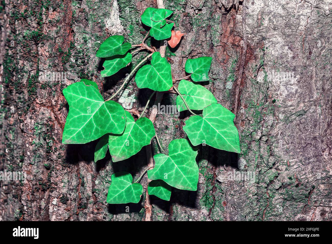 Green ivy plant is growing on a tree trunk. The ivy is green and has a ...