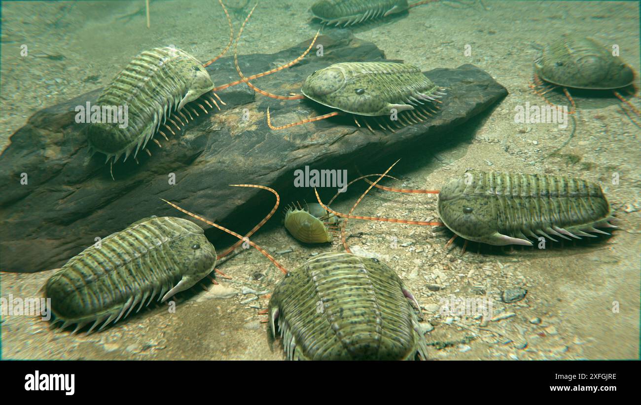 Paradoxides trilobite fossil hi-res stock photography and images - Alamy