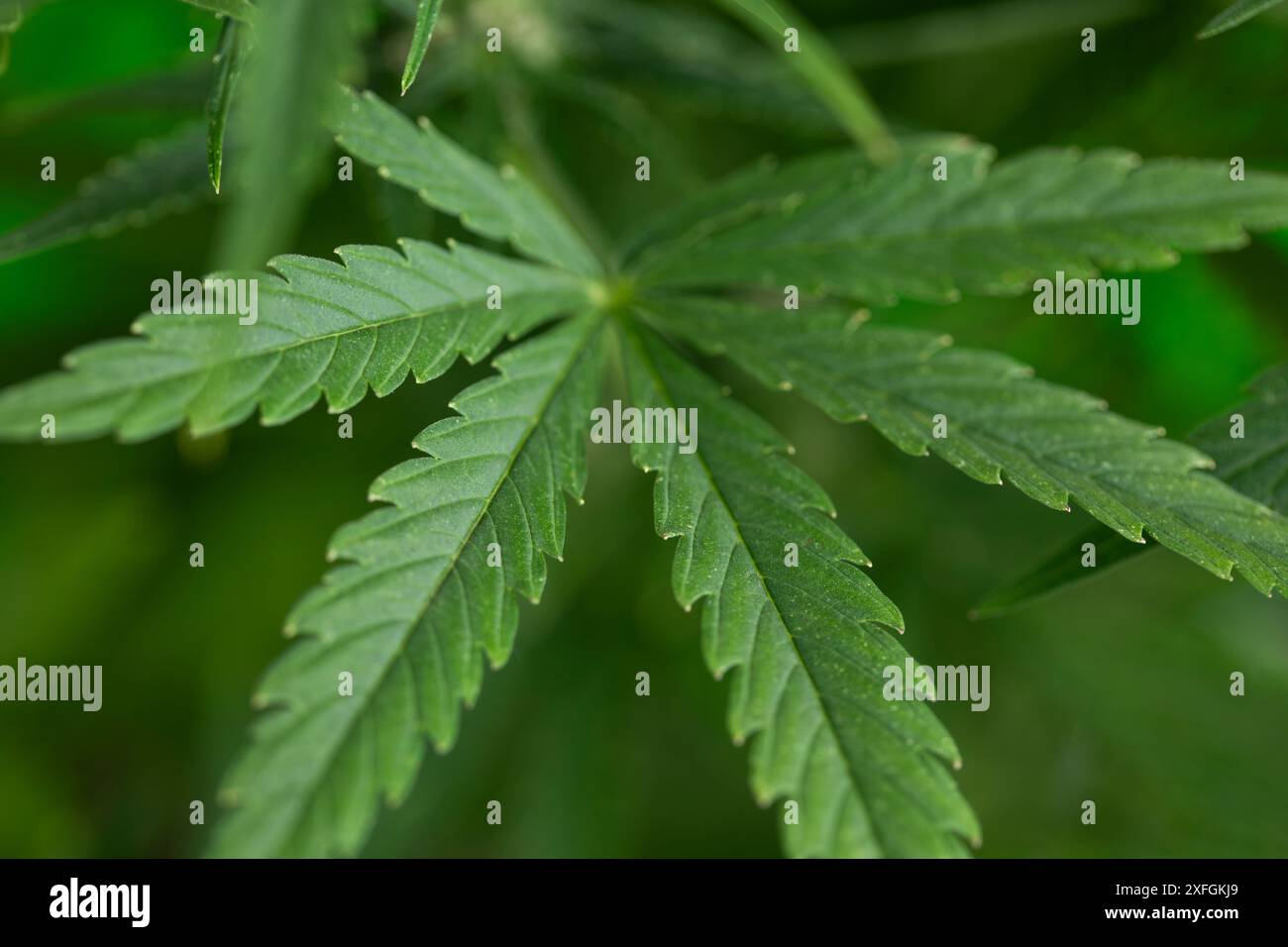 Marijuana, cannabis plant. cannabis plant Stock Photo - Alamy