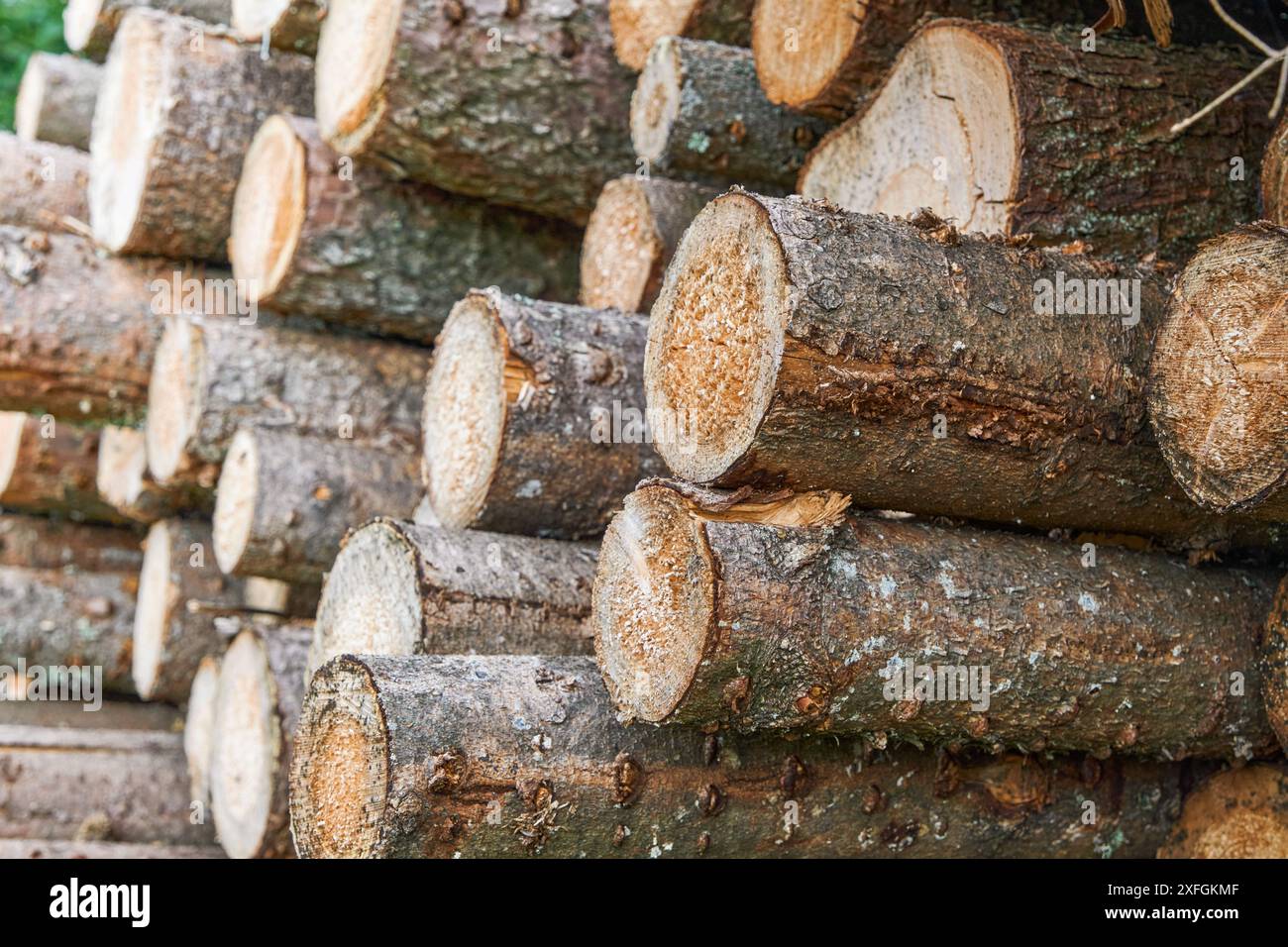 Wood logs background. Natural wooden background. Rows of piled of logs ...