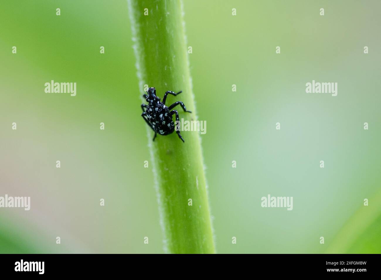 Macrophotography of Black Nymph Lanternfly in Berks County ...