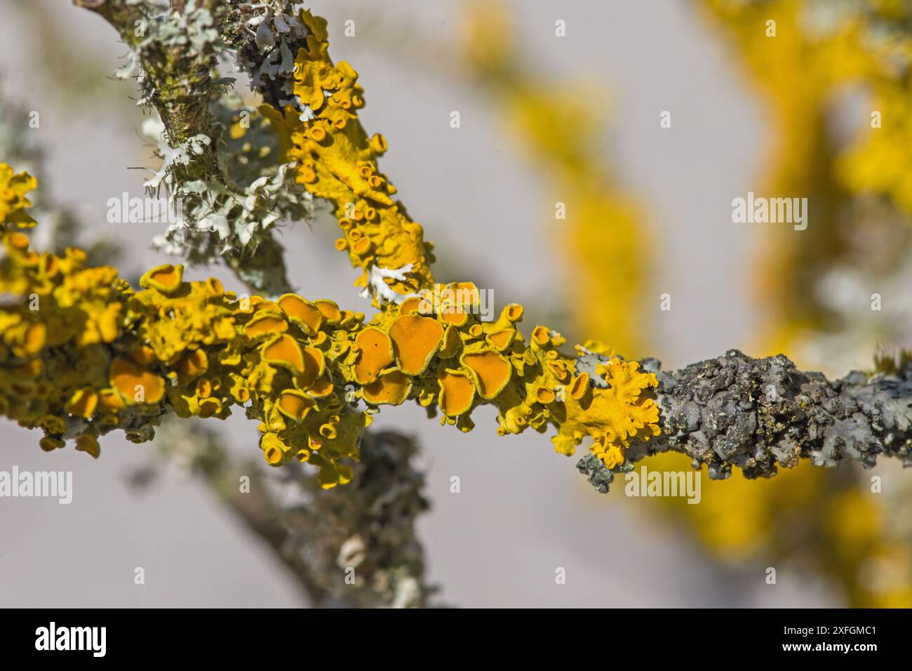 the common yellow lichen on a thin branch in the sunlight Stock Photo ...
