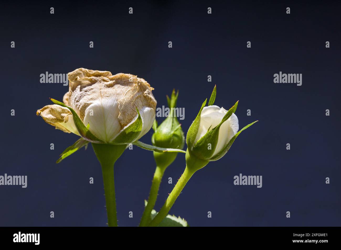 Different color roses hi-res stock photography and images - Alamy