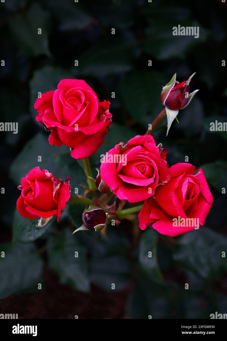 Charisma outdoor hi-res stock photography and images - Alamy
