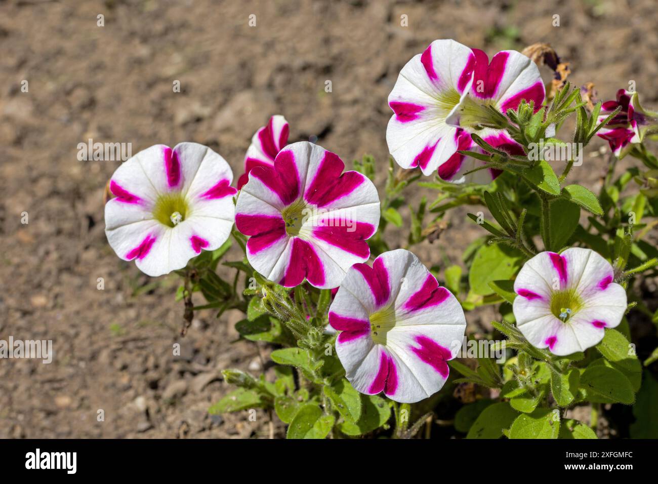 flowers of the candy striped petunia in sunlight against a blurred ...