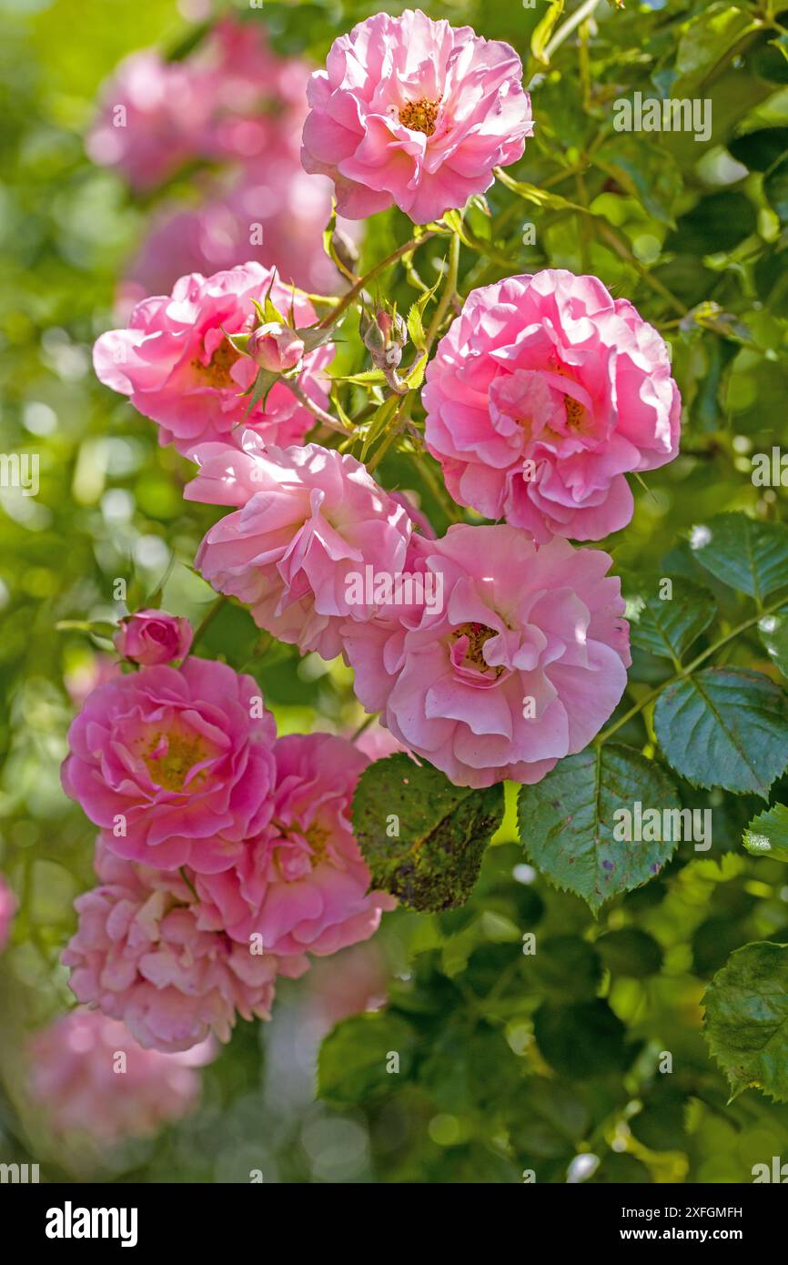 pink climbing roses in full bloom Stock Photo - Alamy