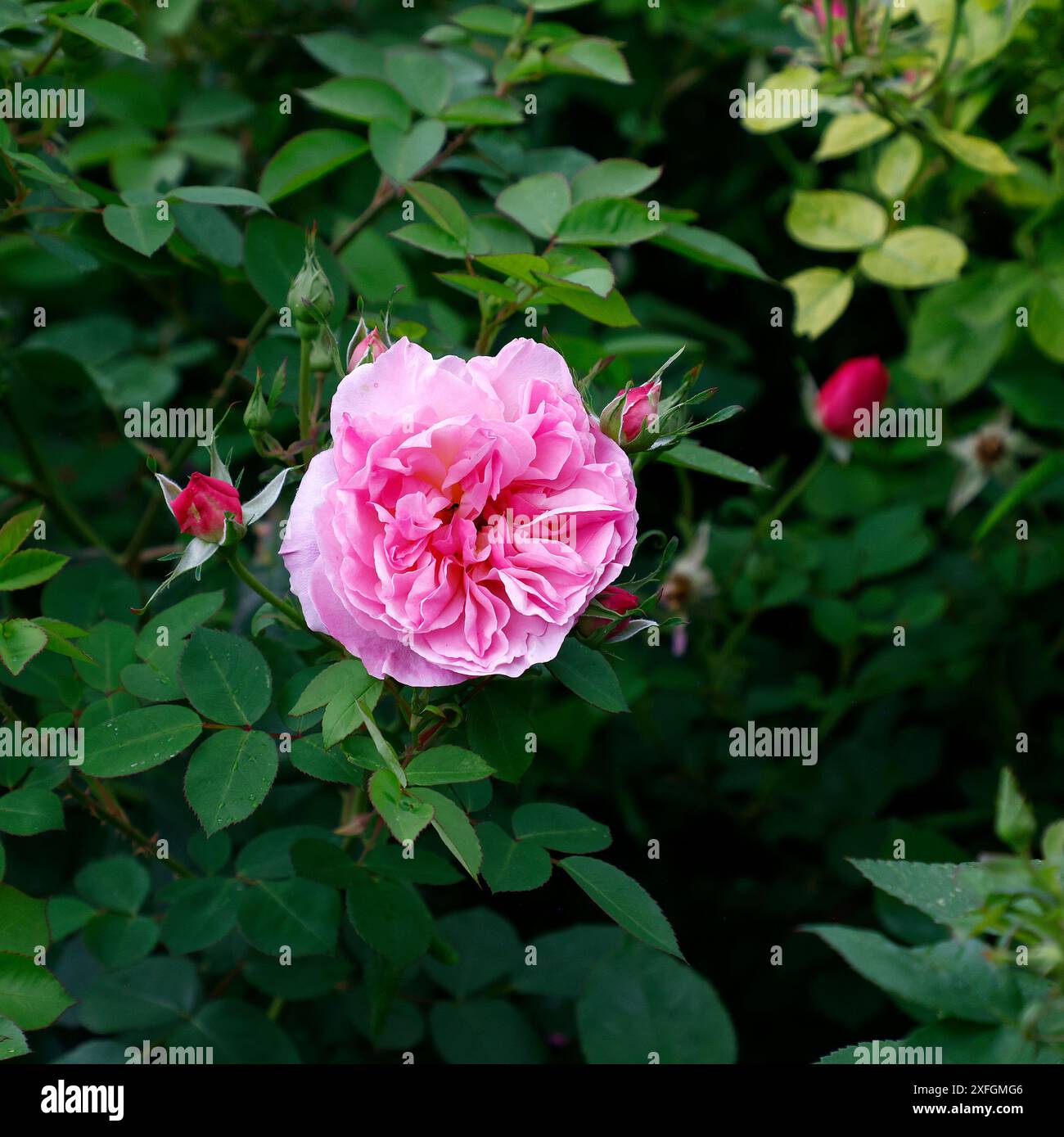 Closeup of the pink flower of the repeat flowering David Austin English ...
