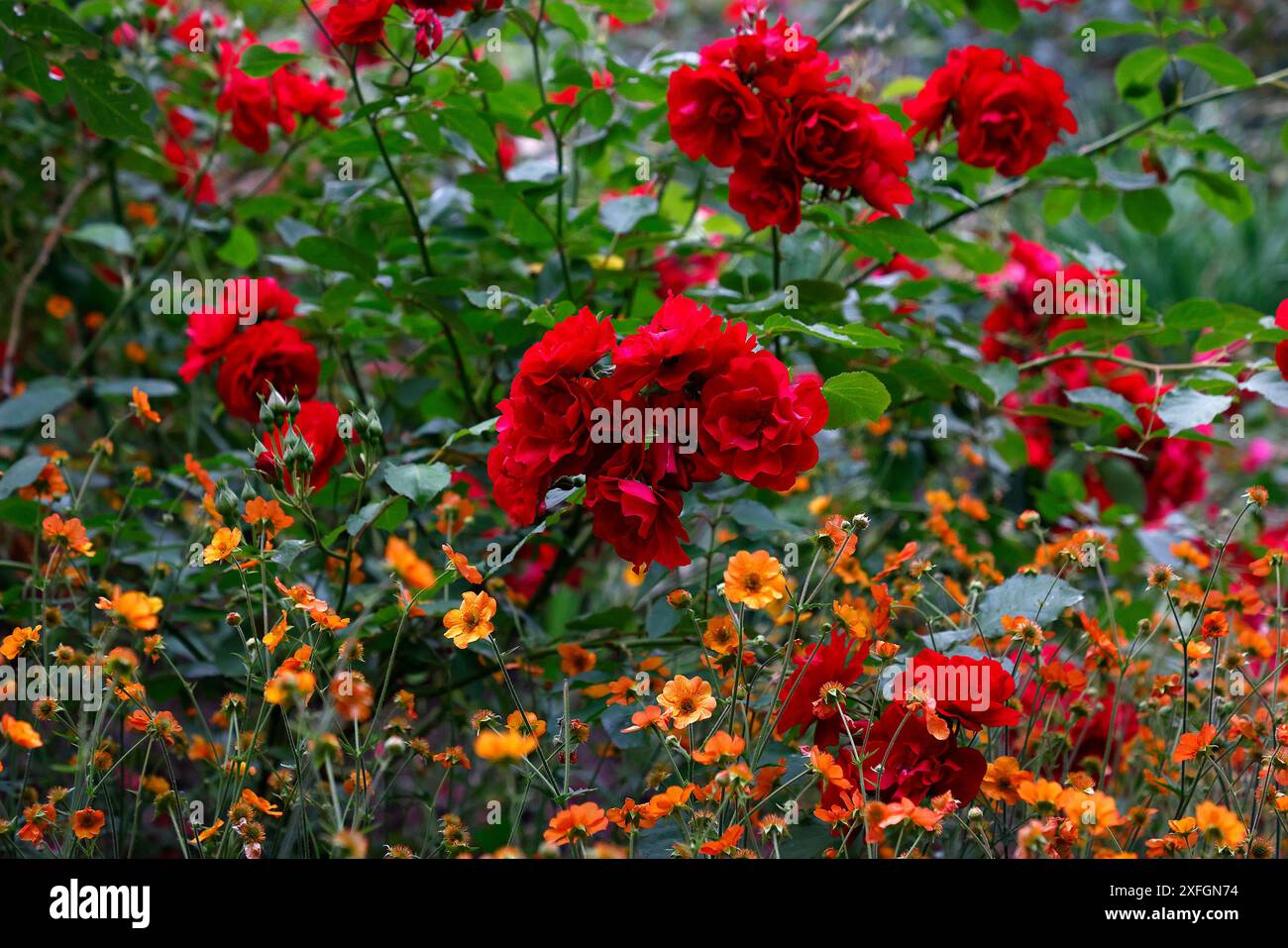 Closeup of the rusty red orange brown flower of the repeat flowering ...