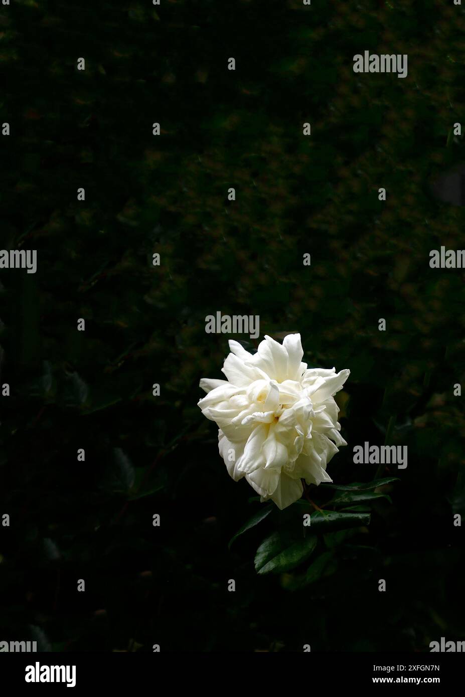 Closeup of the cream white yellow flushed flower of the rambling ...