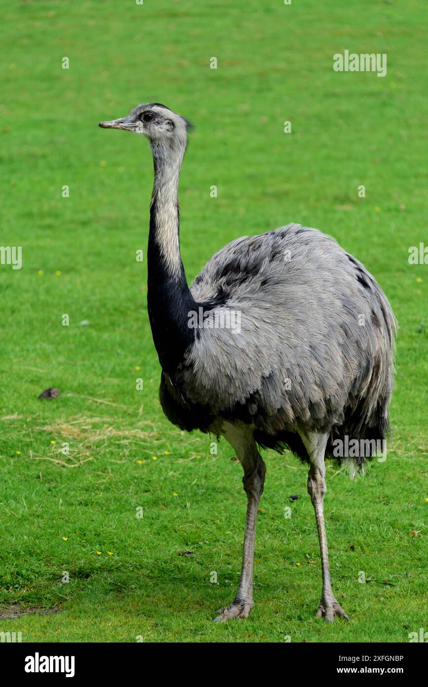 A Greater Rhea at Dartmoor Zoo Park in Devon Stock Photo - Alamy